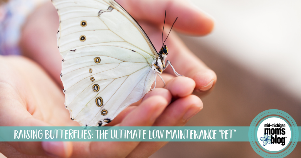 Raising Butterflies: The Ultimate Low Maintenance "Pet"