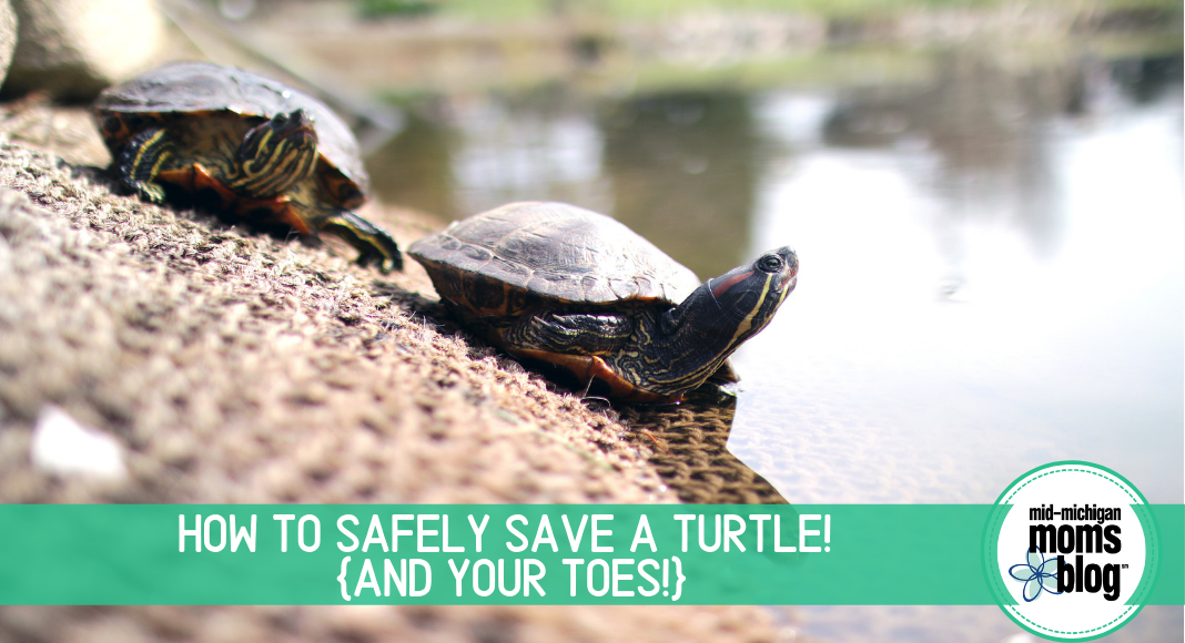 How to Safely Save a Turtle! {And Your Toes!}