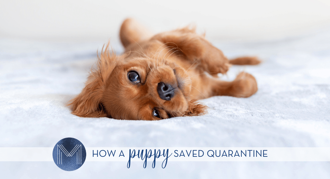 How A Puppy Saved Quarantine