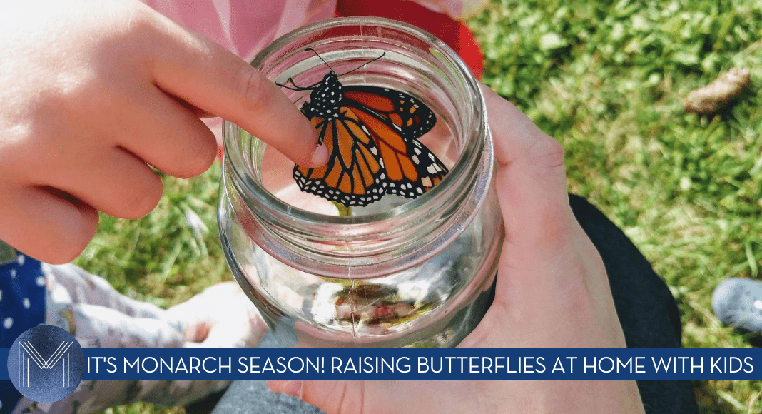 It's Monarch Butterfly Season! Raising Butterflies at Home with Kids